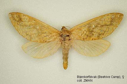 Papua Insects Foundation (Lepidoptera/Hepialidae/Oxycanus meeki)